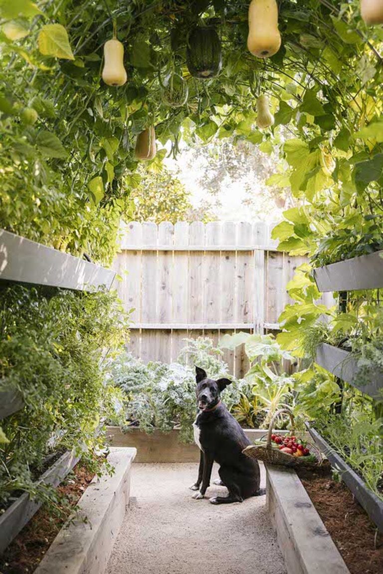 17 Fantastic DIY Squash Trellis Ideas for Your Garden