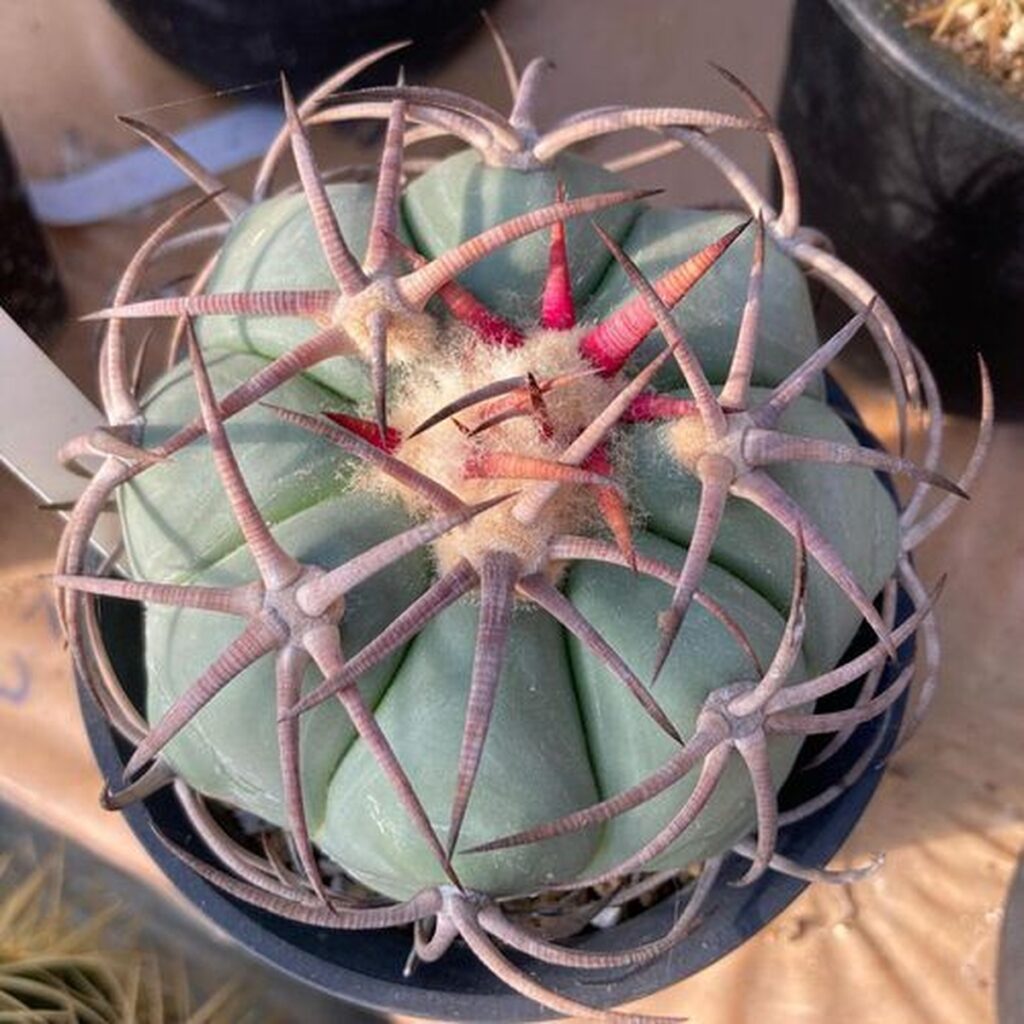 28 Stunning Rare Cactus Plants to Transform Your Home Garden