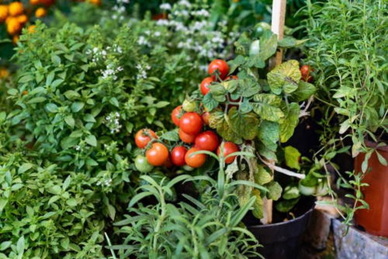 18 Brilliant Plants to Grow Under Tomatoes for a Thriving Garden