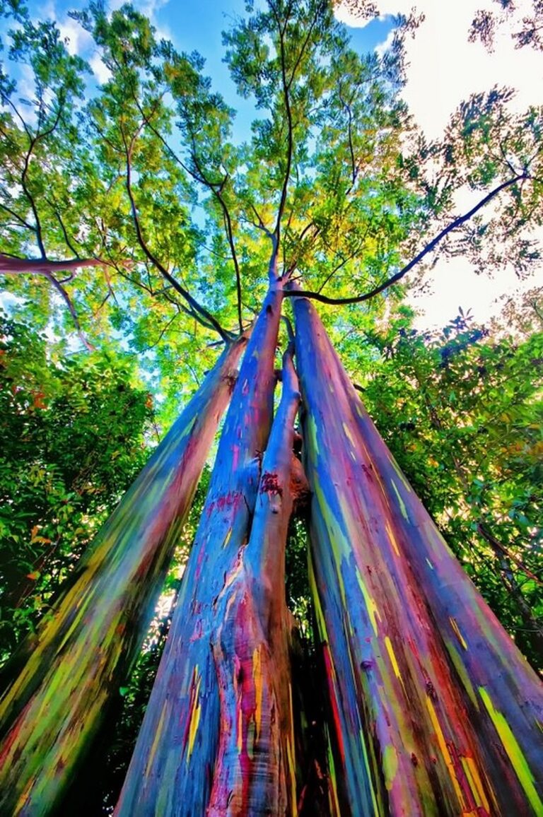 18 Amazing Tree Facts That Will Surprise You