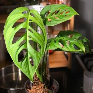 10 Exotic Fenestrated Plants That Will Brighten Your Home