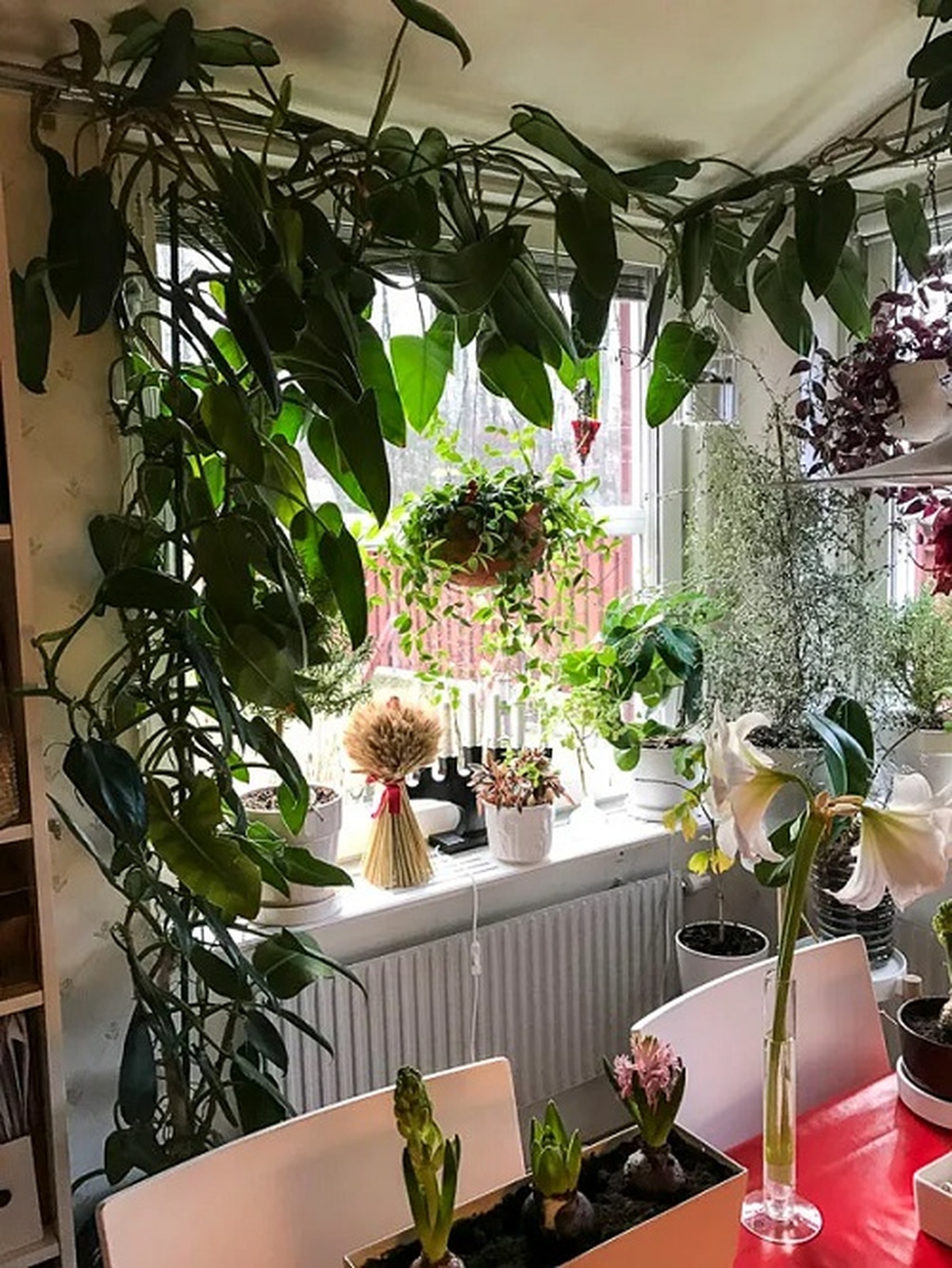 13 Stunning Privacy Plants for Windows to Shield Your Home