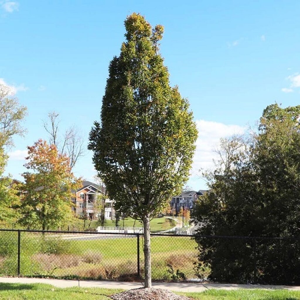 28 Stunning Tall Skinny Trees for Your Perfect Garden Oasis