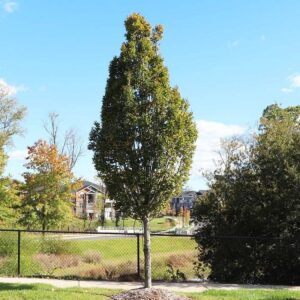 28 Stunning Tall Skinny Trees for Your Perfect Garden Oasis