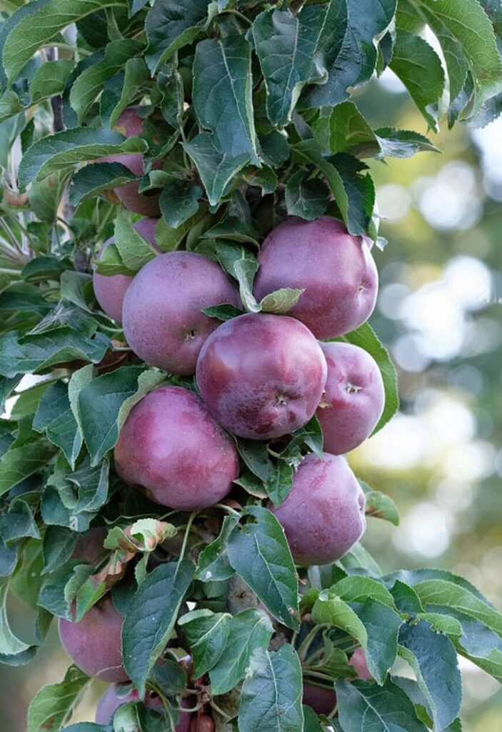 6 Ideal Blue Apple Varieties to Grow in Your Garden
