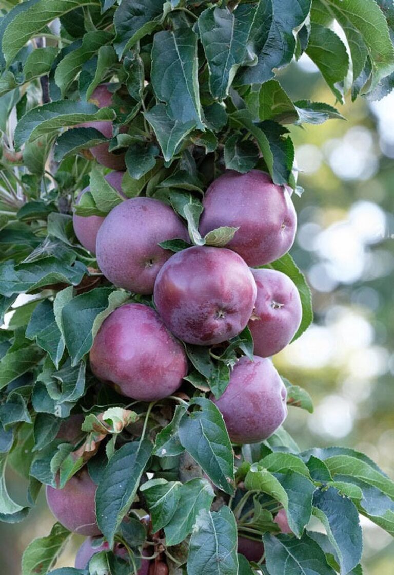 6 Ideal Blue Apple Varieties to Grow in Your Garden