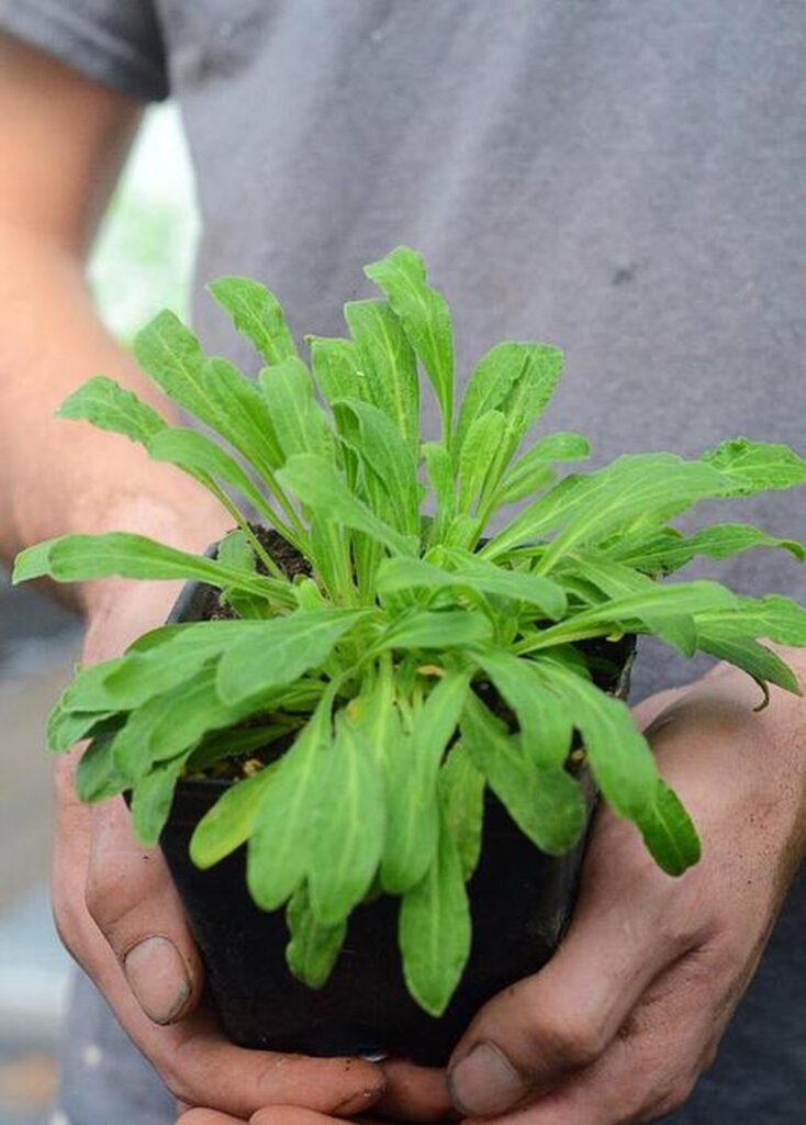 18 Beautiful Sacred Plants That Inspire Wonder Worldwide