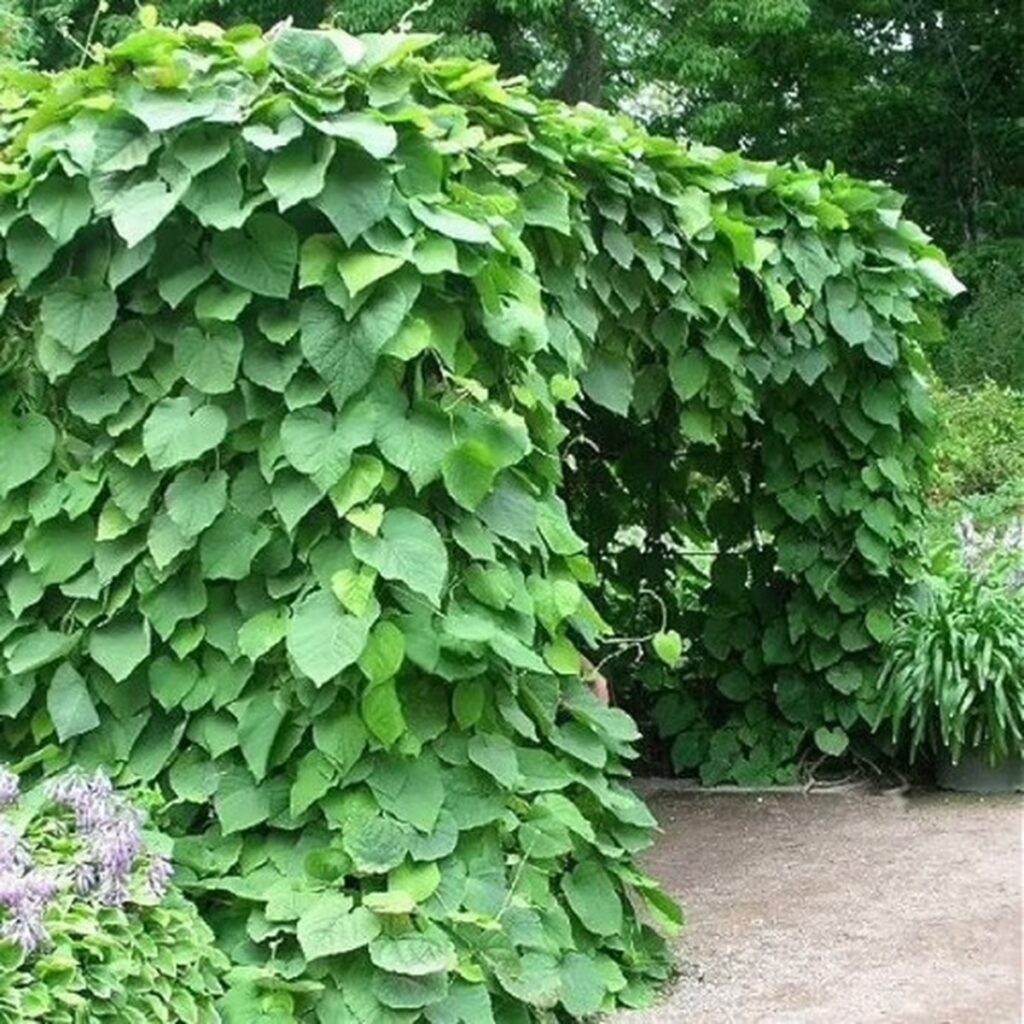 21 Stunning Fast Growing Creepers and Vines for Your Garden