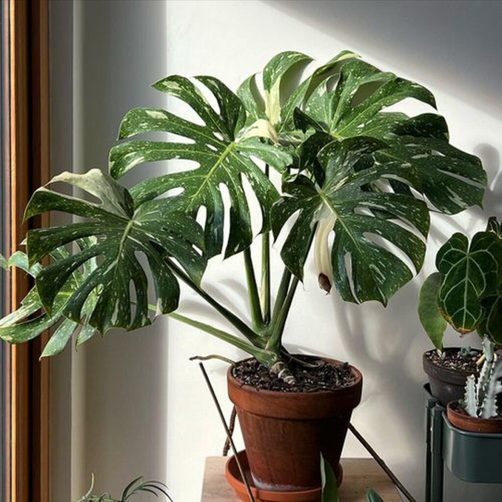 22 Stunning Monstera Types: Beautiful Varieties to Adore