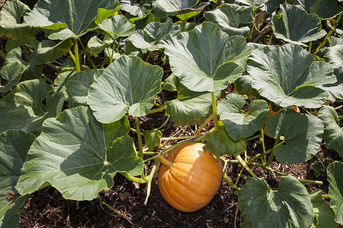 14 Fascinating Names of Squash in Different Languages Worldwide
