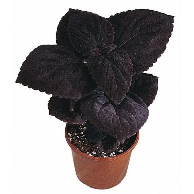 30 Gorgeous Coleus Varieties That Brighten Any Garden Space