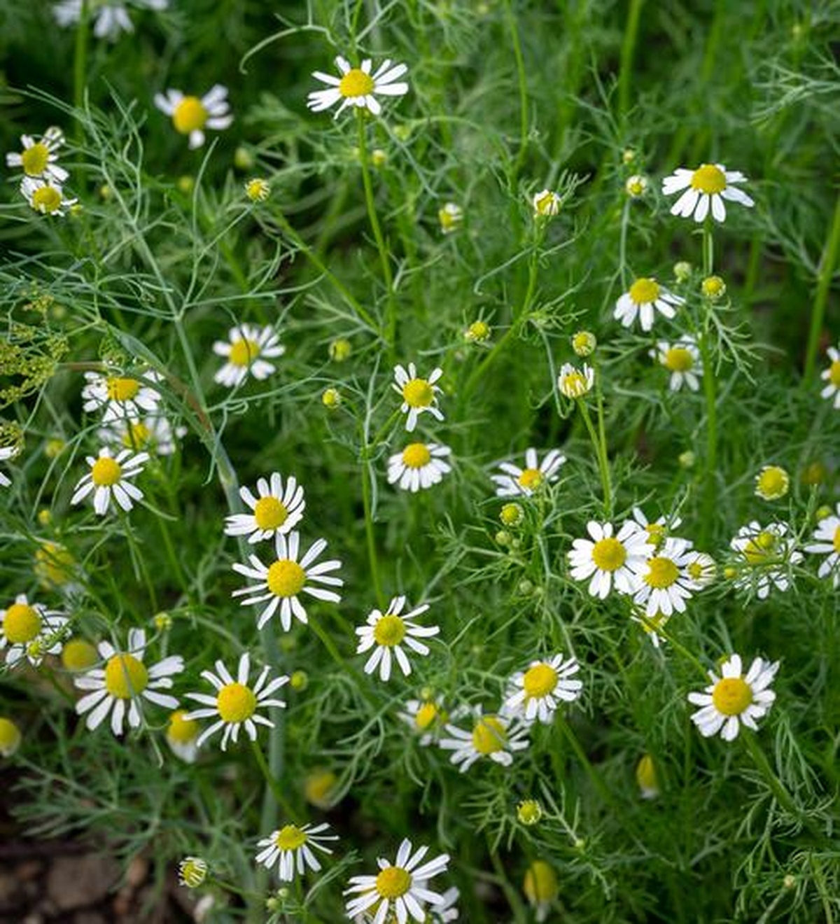 14 Amazing Smokable Plants That Aren't Weed or Tobacco