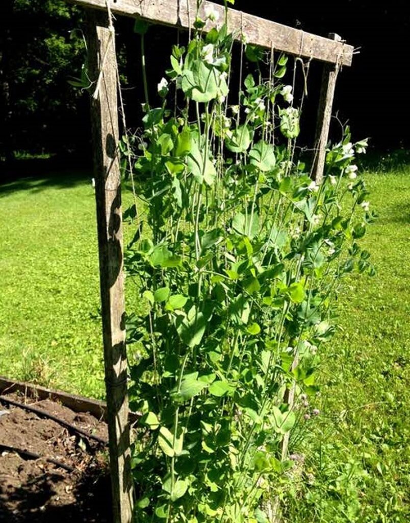 26 Simple and Creative DIY Bean Trellis Ideas for Your Garden