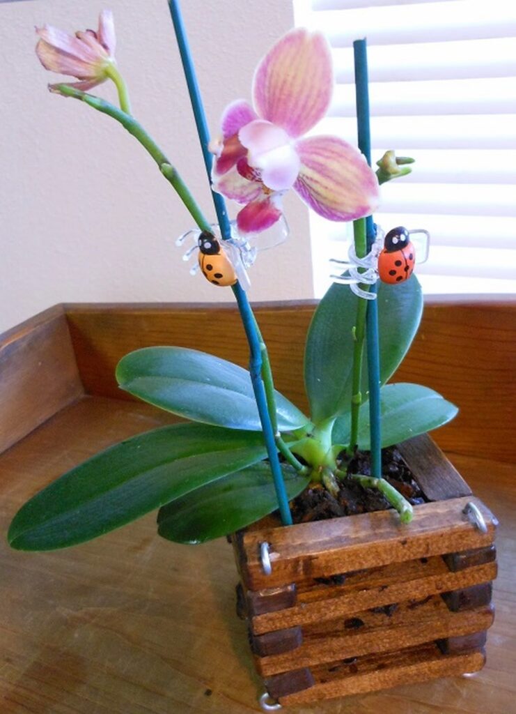 20 Stunning DIY Orchid Pot Ideas to Brighten Your Home