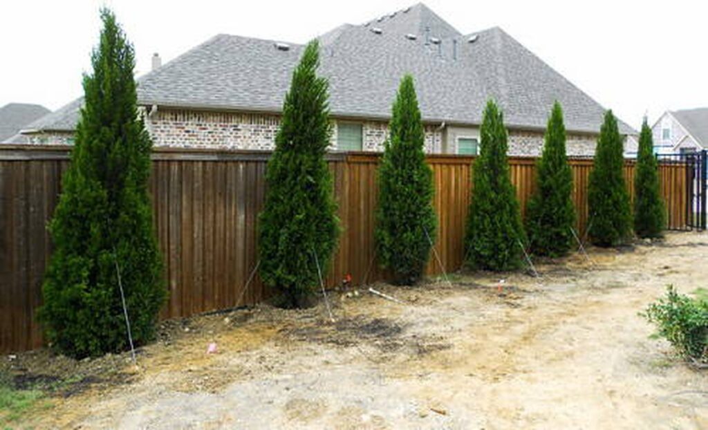 27 Speedy Privacy Shrubs That Transform Your Garden Fast
