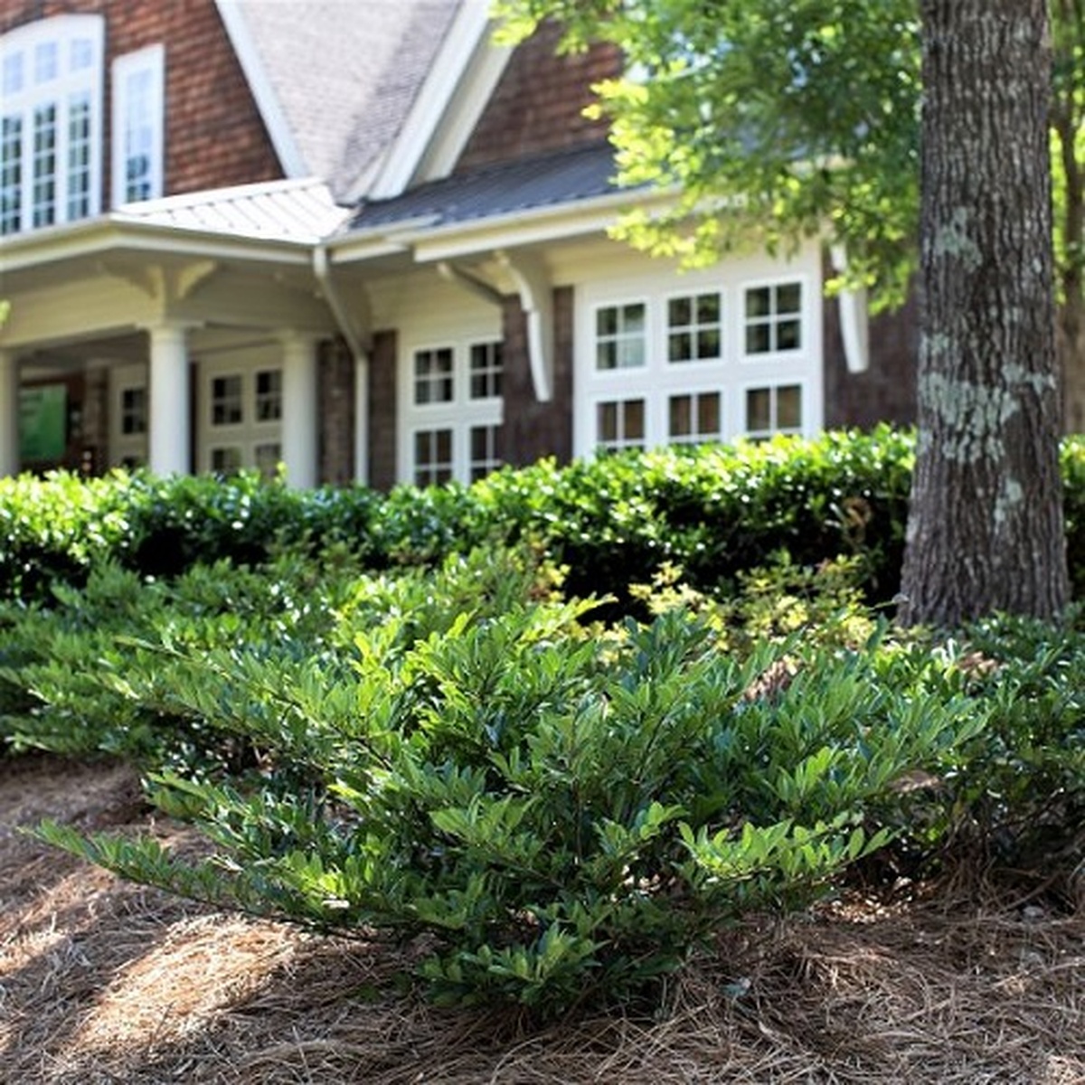 8 Stunning Distylium Varieties Perfect for Your Garden