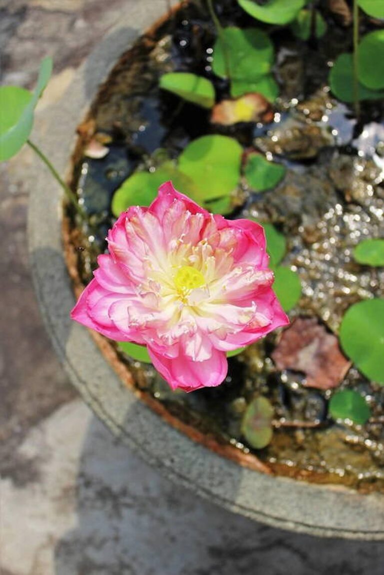 10 Stunning Floating Flowers That Float in Water Beautifully