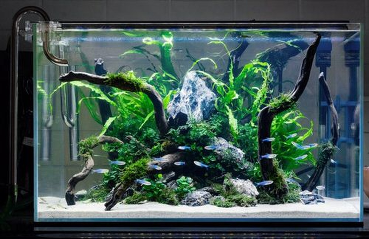 15 Stunning Fish Tank with Plants Ideas for a Vibrant Aquarium