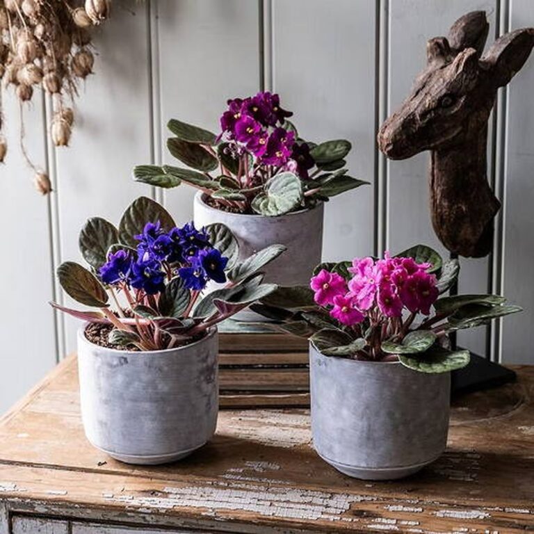 29 Charming African Violets Display Ideas for Your Home