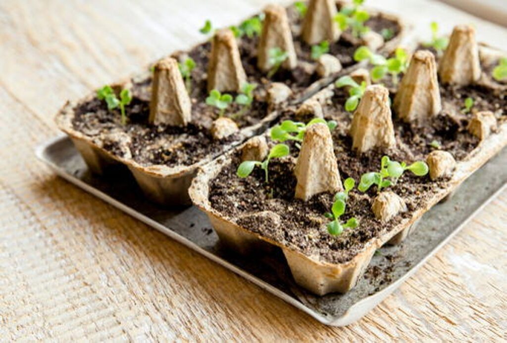 24 Amazing Kitchen Scraps to Revive Your Garden Naturally