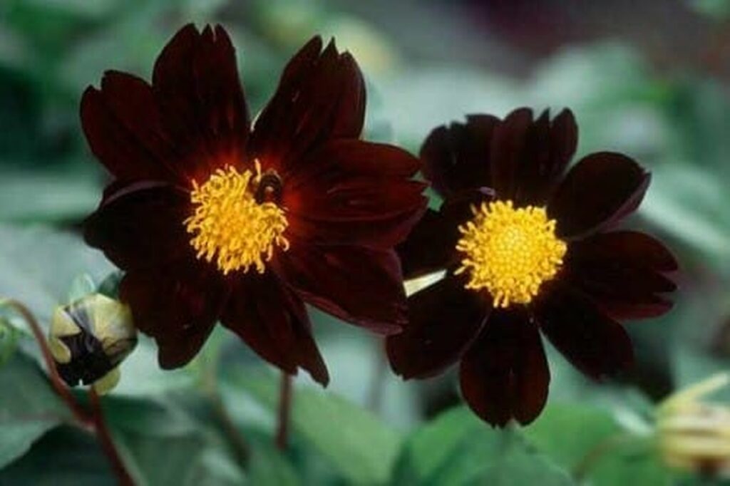 21 Gorgeous Brown Flowers to Brighten Your Garden Today