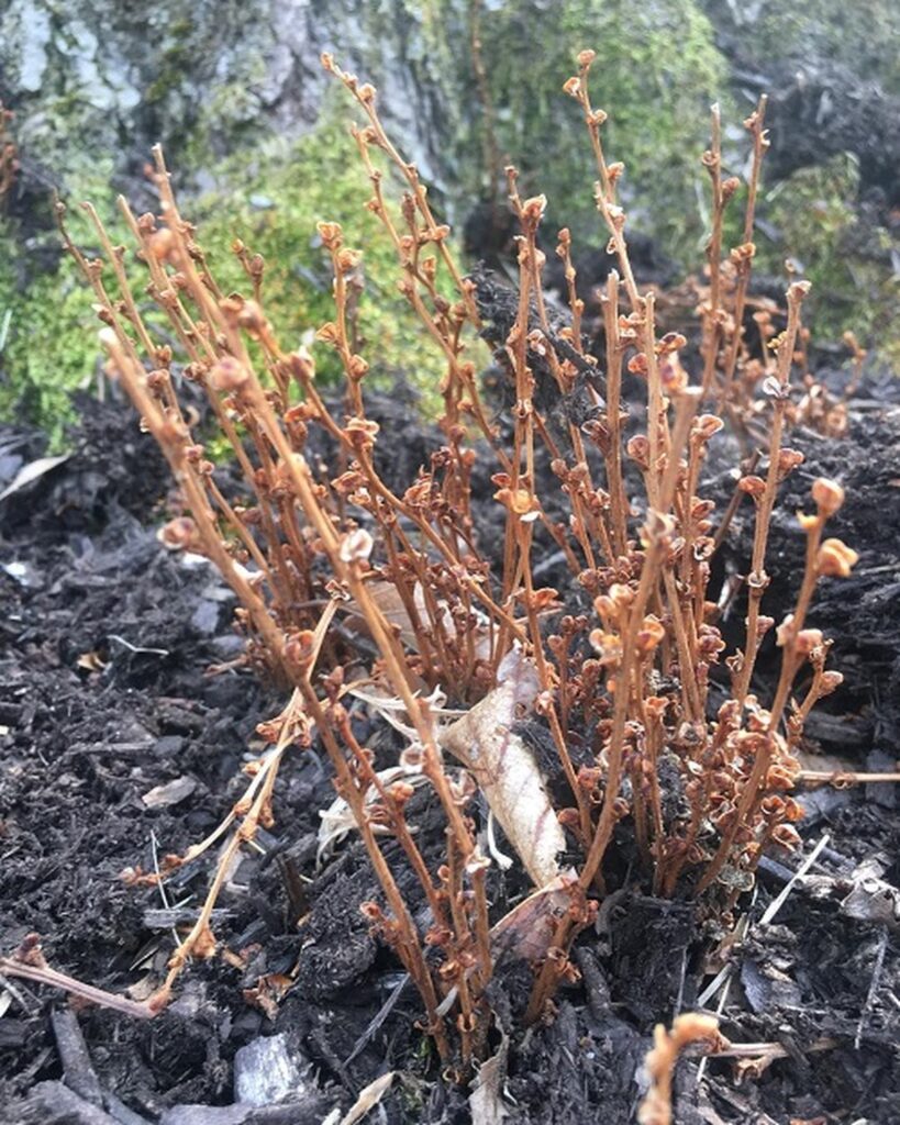 16 Sneaky Unwanted Plants / Parasites Taking Over Your Garden