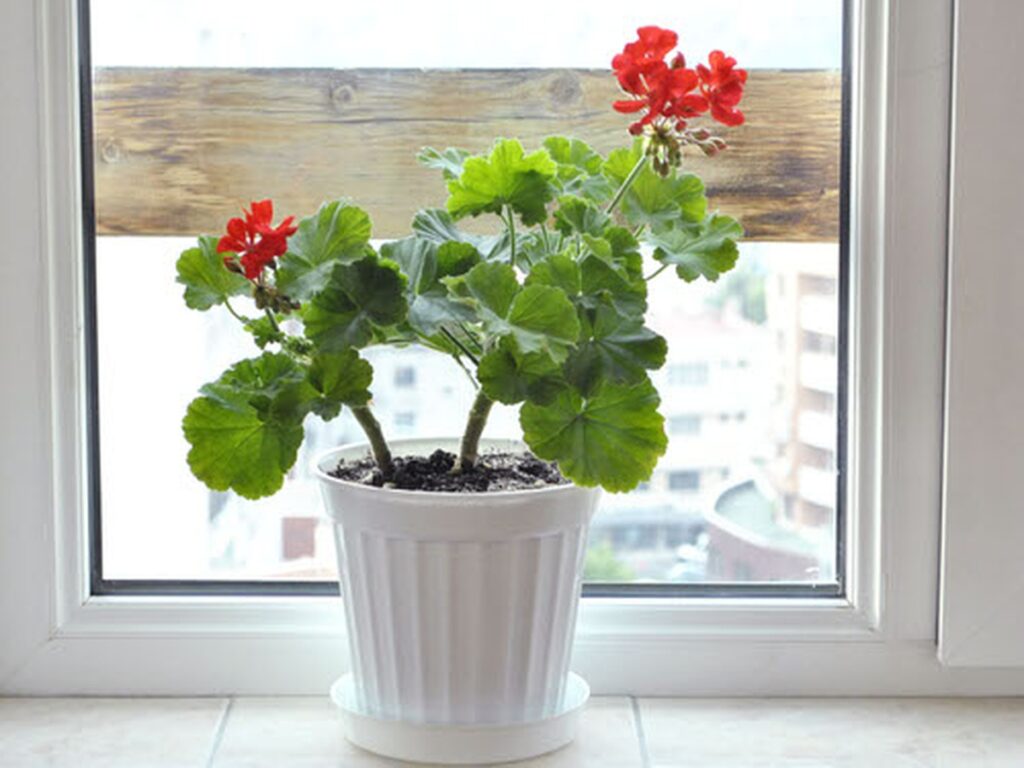 19 Amazing Plants that Repel Spiders for a Spider-Free Home