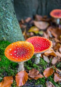 15 Fascinating Red Mushrooms Types: Discover Nature's Gems