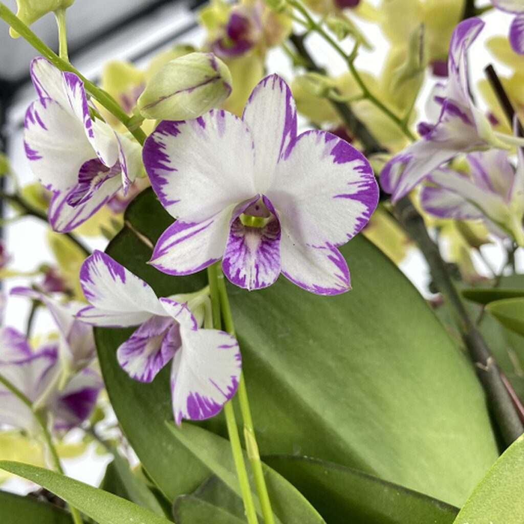 17 Stunning Purple Orchid Varieties That Will Take Your Breath Away
