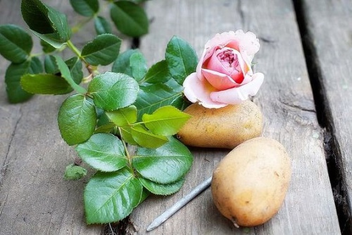 8 Simple Yet Magical Ways to Propagate Roses From Cuttings