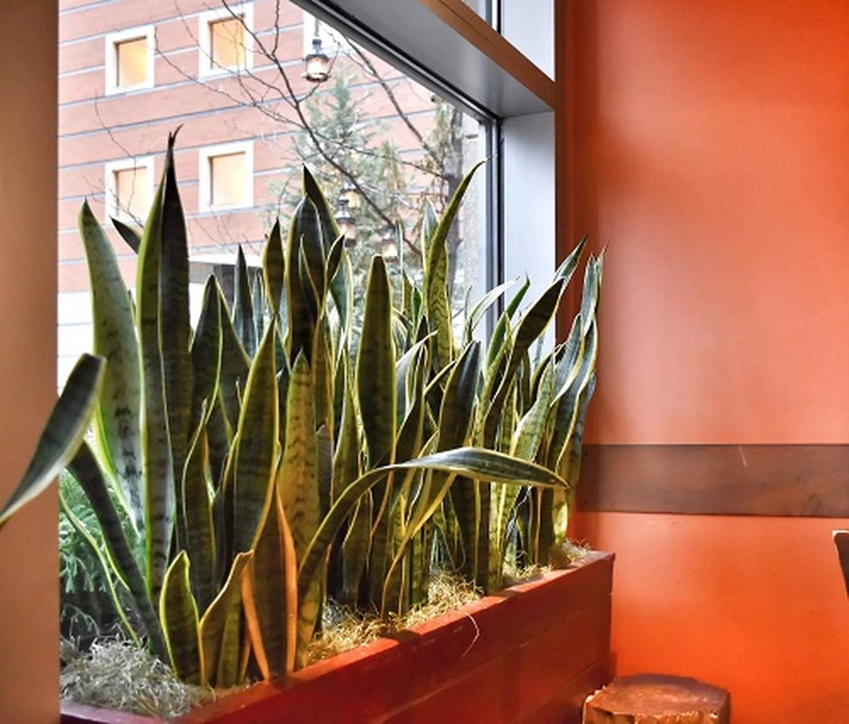 13 Stunning Privacy Plants for Windows to Shield Your Home