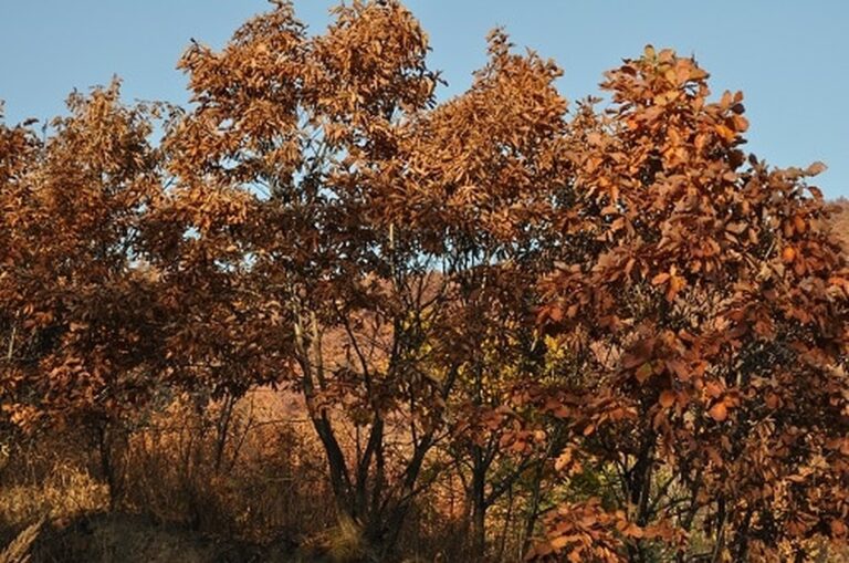 50 Stunning Types of Oak Trees for Your Dream Landscape