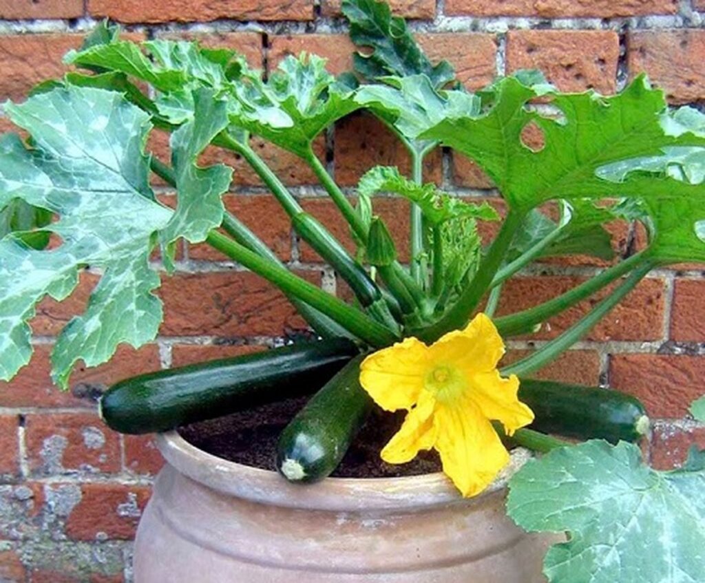 18 Surprising Man Made Vegetables That Will Amaze You