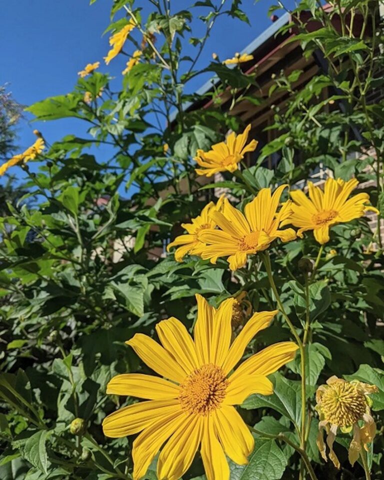 32 Stunning Mexican Flowers for Any Garden