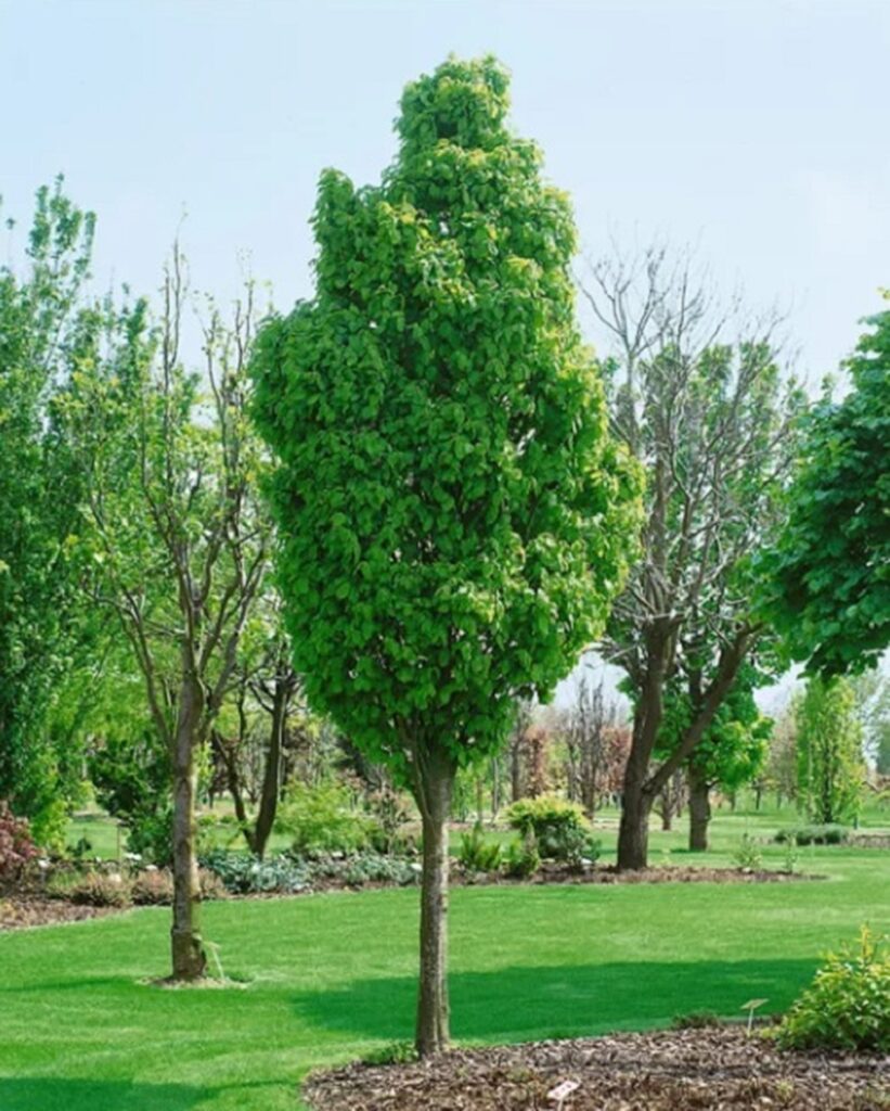 21 Stunning Narrow Trees for Containers & Small Gardens