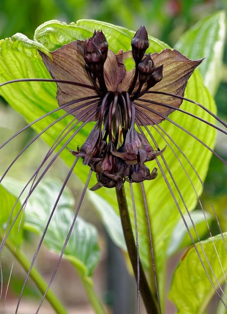 15 Surprising Ugly Flowers That Charm Every Garden Enthusiast