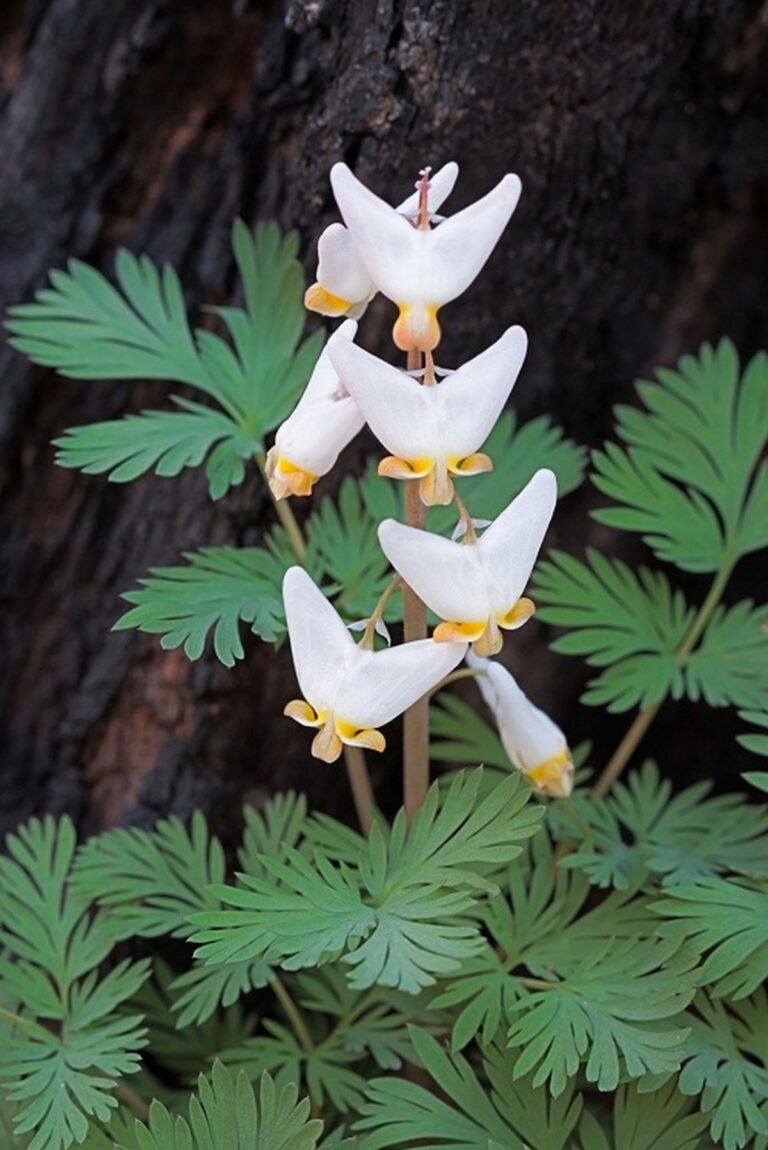 15 Gorgeous Chicago Native Plants for Your Enchanting Garden