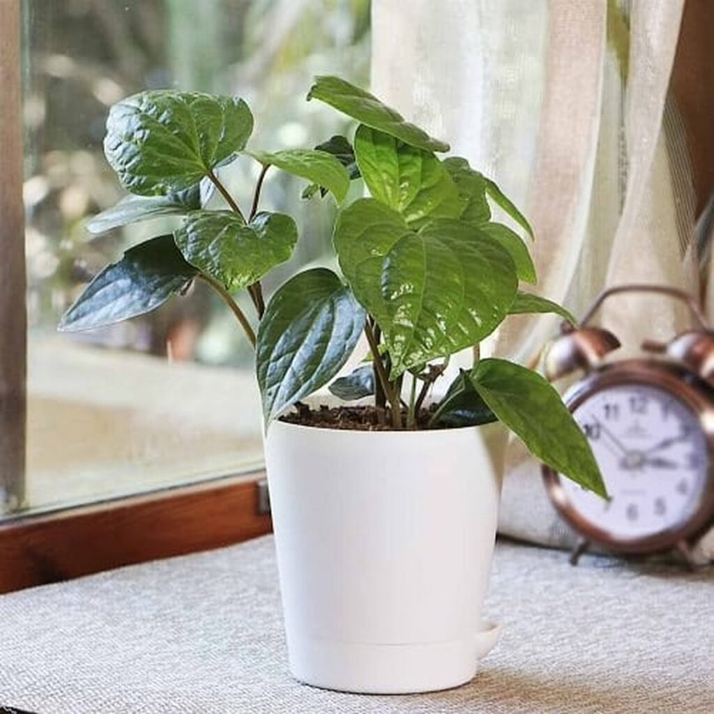 18 Fascinating Exotic Herbs from Around the World