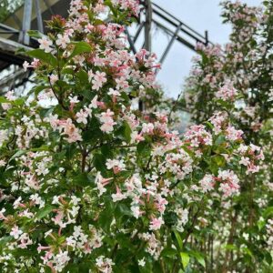 29 Stunning Pink Flowering Bushes That Brighten Any Garden