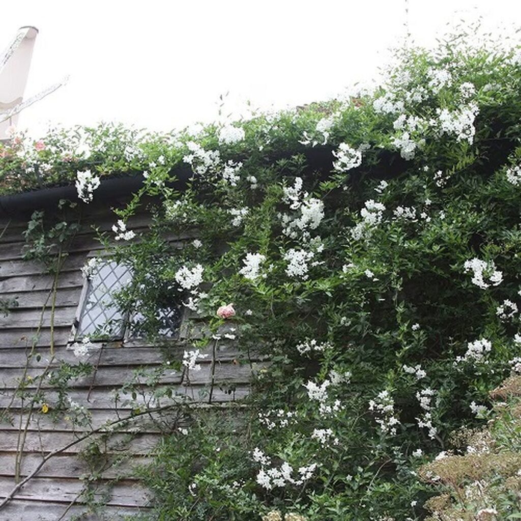 25 Gorgeous Evergreen Vines for Stunning Year-Round Beauty