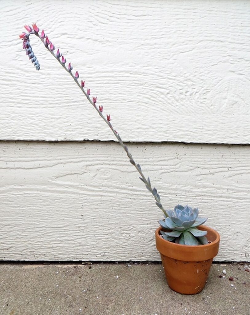 18 Beautiful Succulents With Long Stems - Stunning Trailing Varieties
