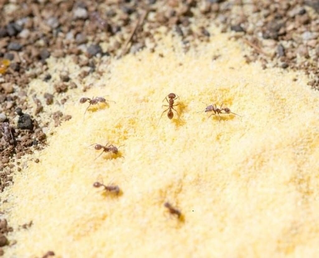 Will Cornmeal Kill Ants