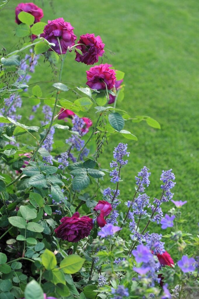 26 Effective Roses' Companion Plants to Get Rid Of Pests
