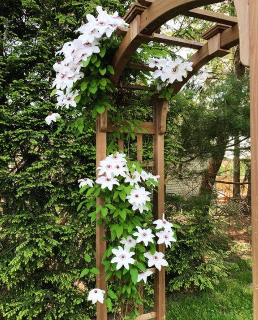 27 Stunning Ideas with Clematis in the Garden to Inspire You