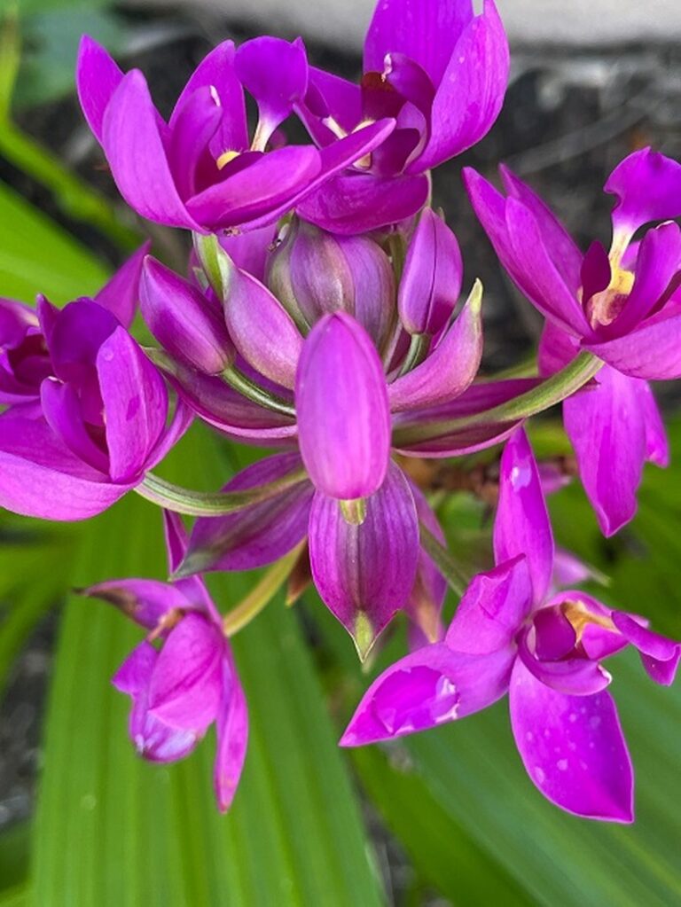 17 Stunning Purple Orchid Varieties That Will Take Your Breath Away