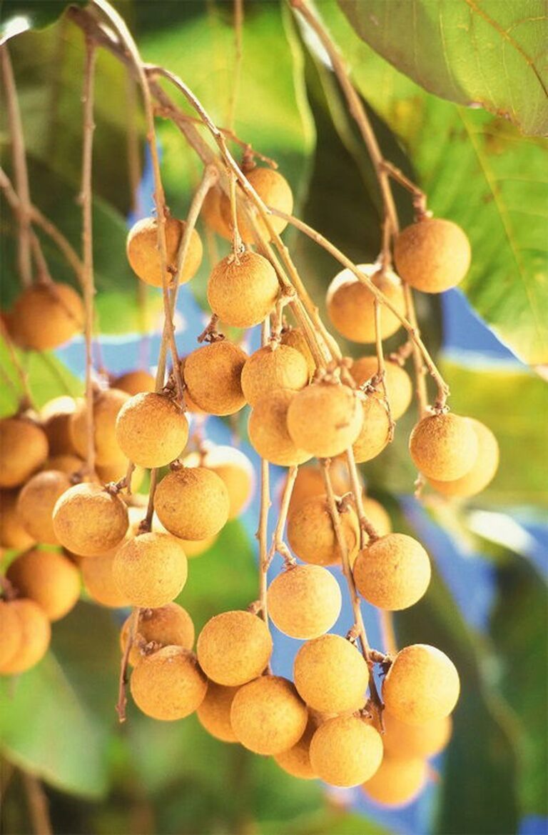 32 Exotic Asian Fruits That Will Amaze Your Taste Buds