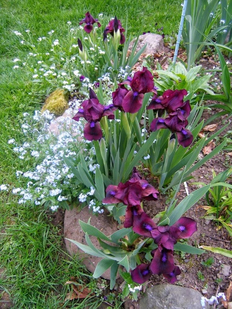 22 Stunning Plants with Sword Shaped Leaves to Freshen Your Space