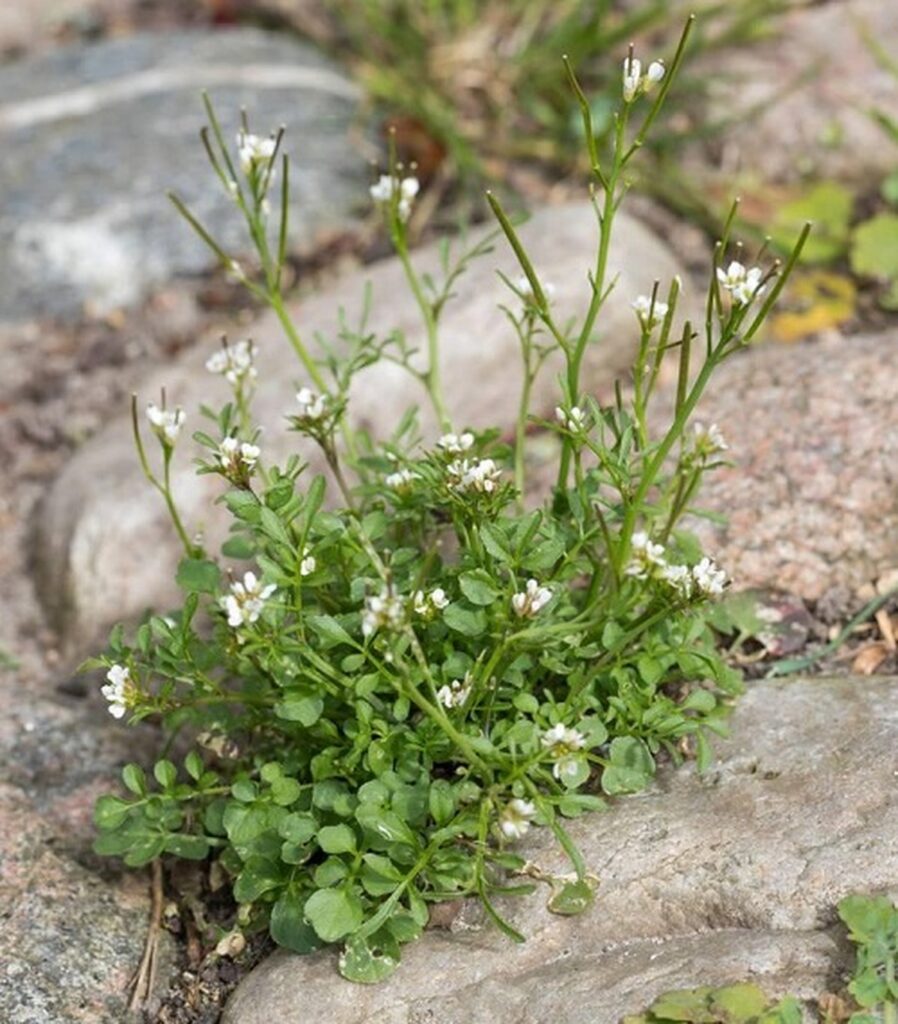 6 Sneaky Invasive Weeds That Shoot Seeds When Touched