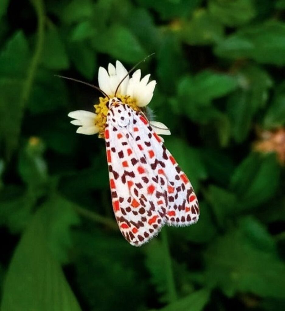 28 Adorable Moths That Are As Beautiful As Butterflies