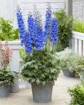 17 Stunning Navy Blue Flowers to Brighten Your Garden